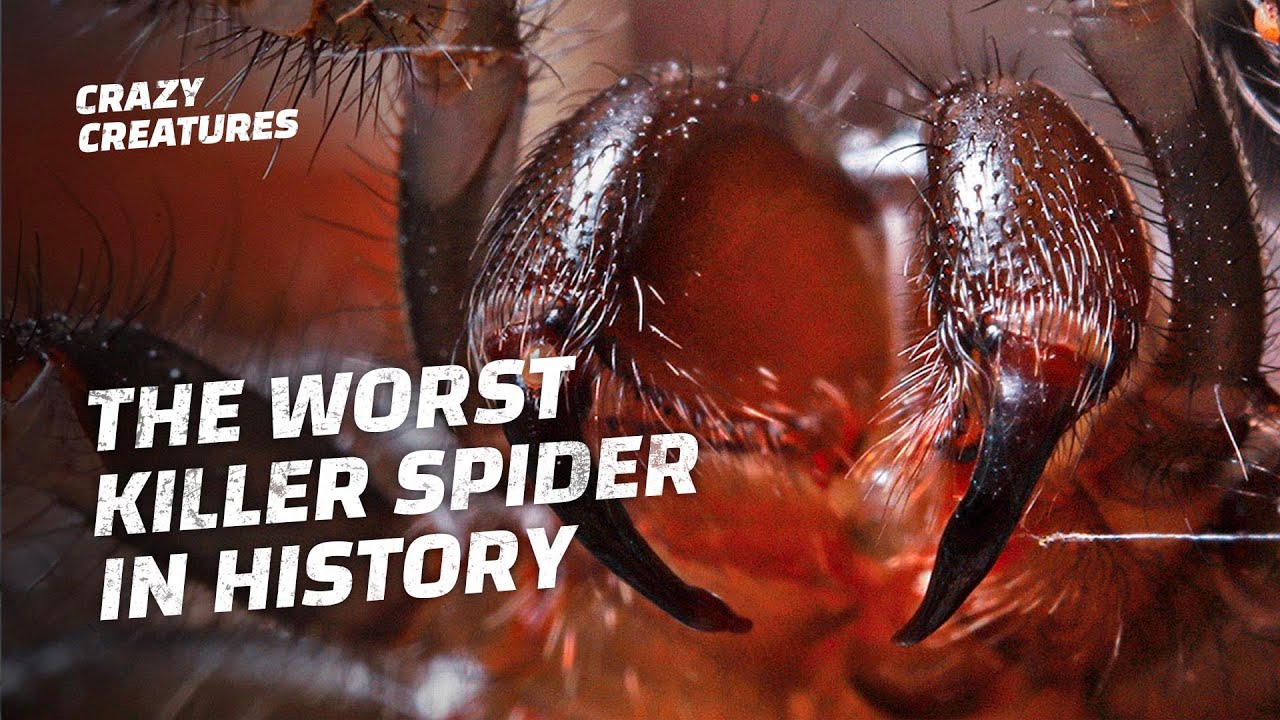 Deadly Spiders: Black Widow vs Funnel-web