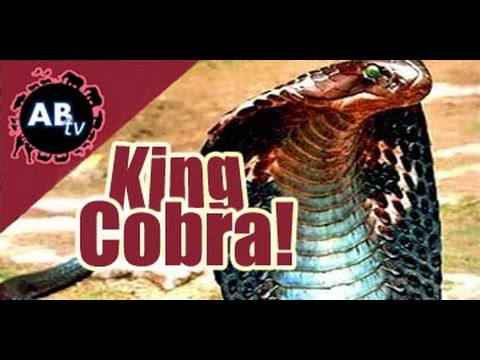 AnimalBytesTV - King Cobra! Corey Wild