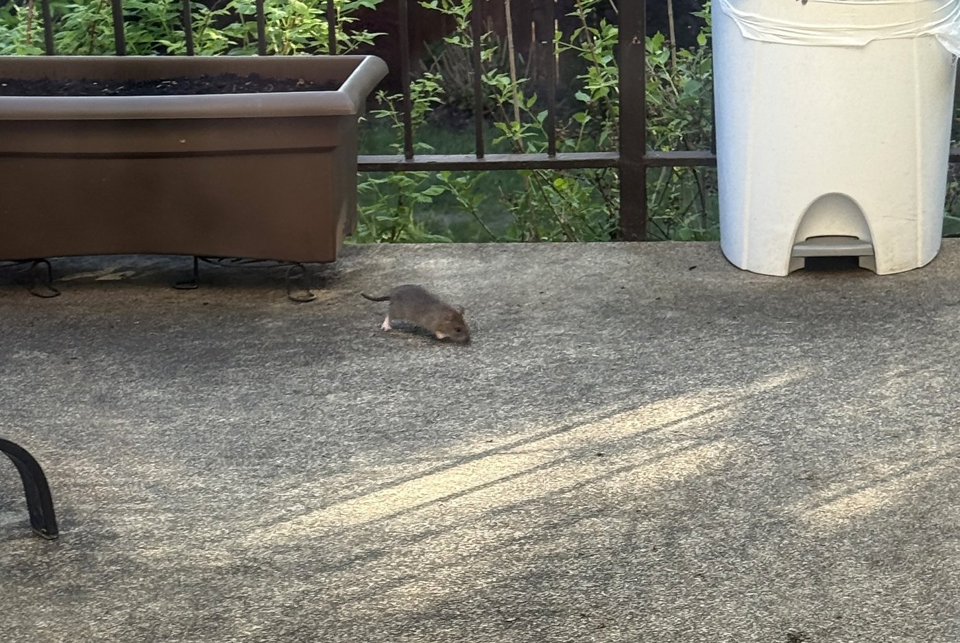 Rat complaints on the rise in Montreal as critics demand city take action