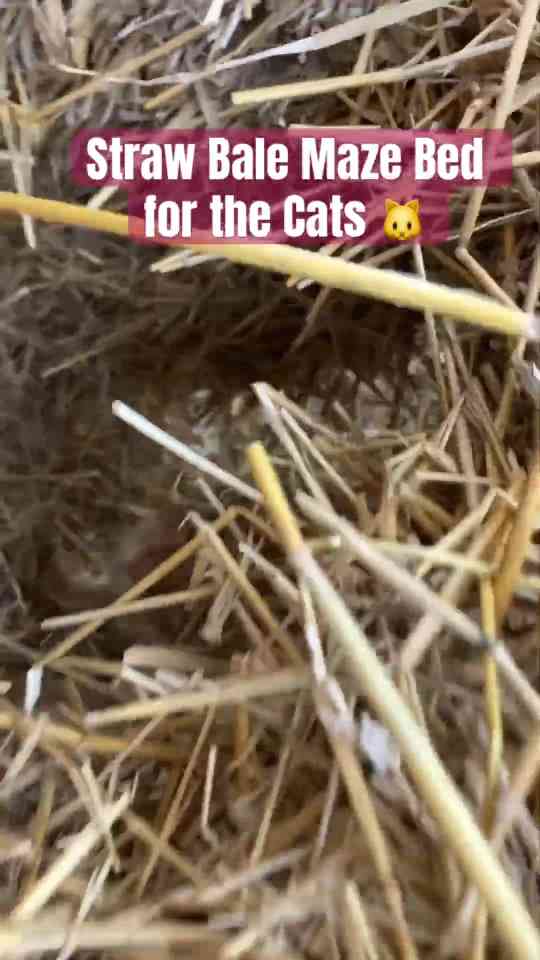 Winter Straw Bale Maze Bed in the Cat Shelter