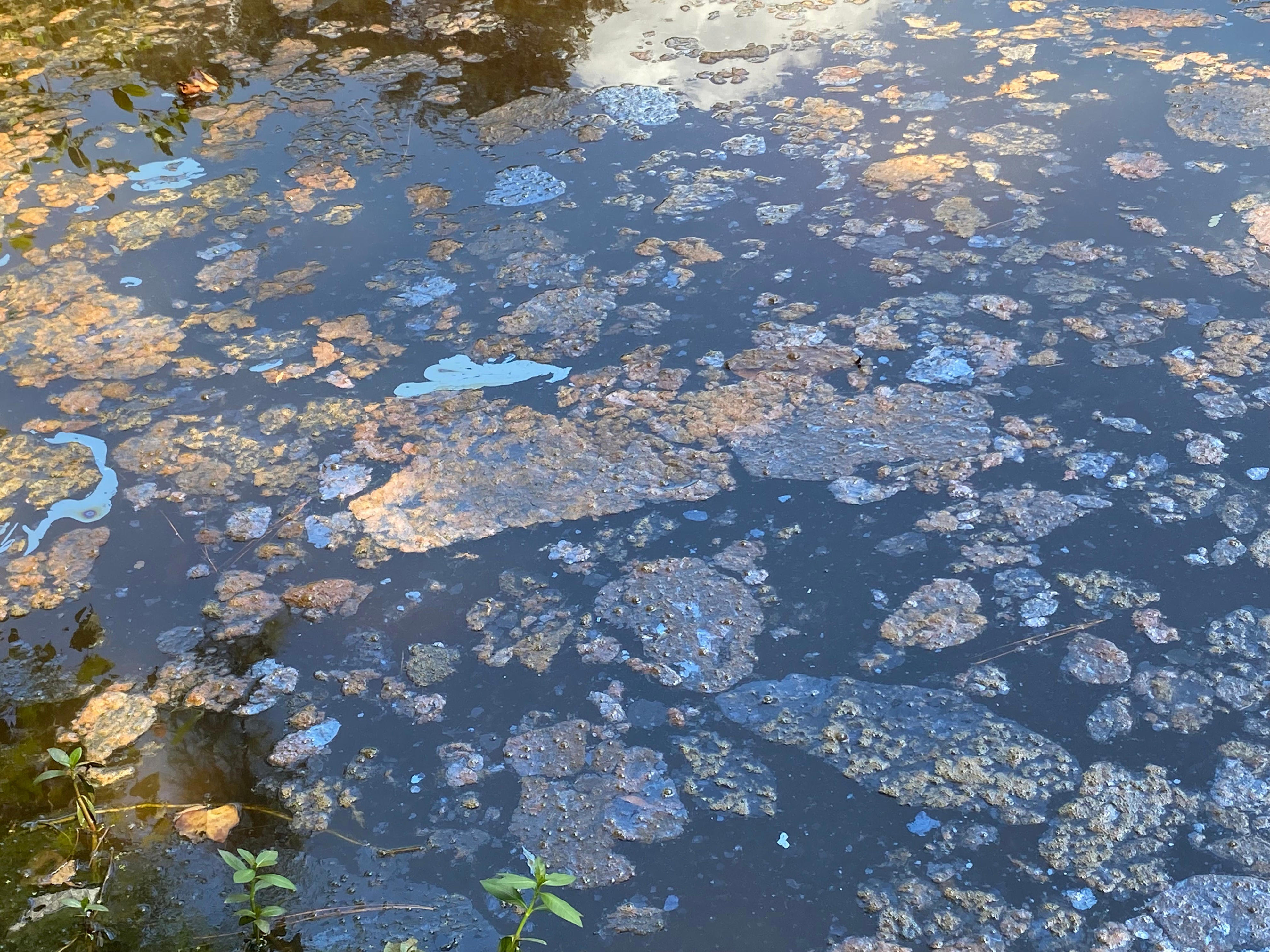 After 10 years, sudden fish kills, algae blooms, oily discharge in a ...