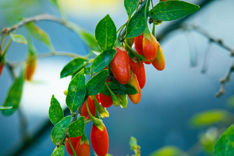 What's so super about superfood goji berries?