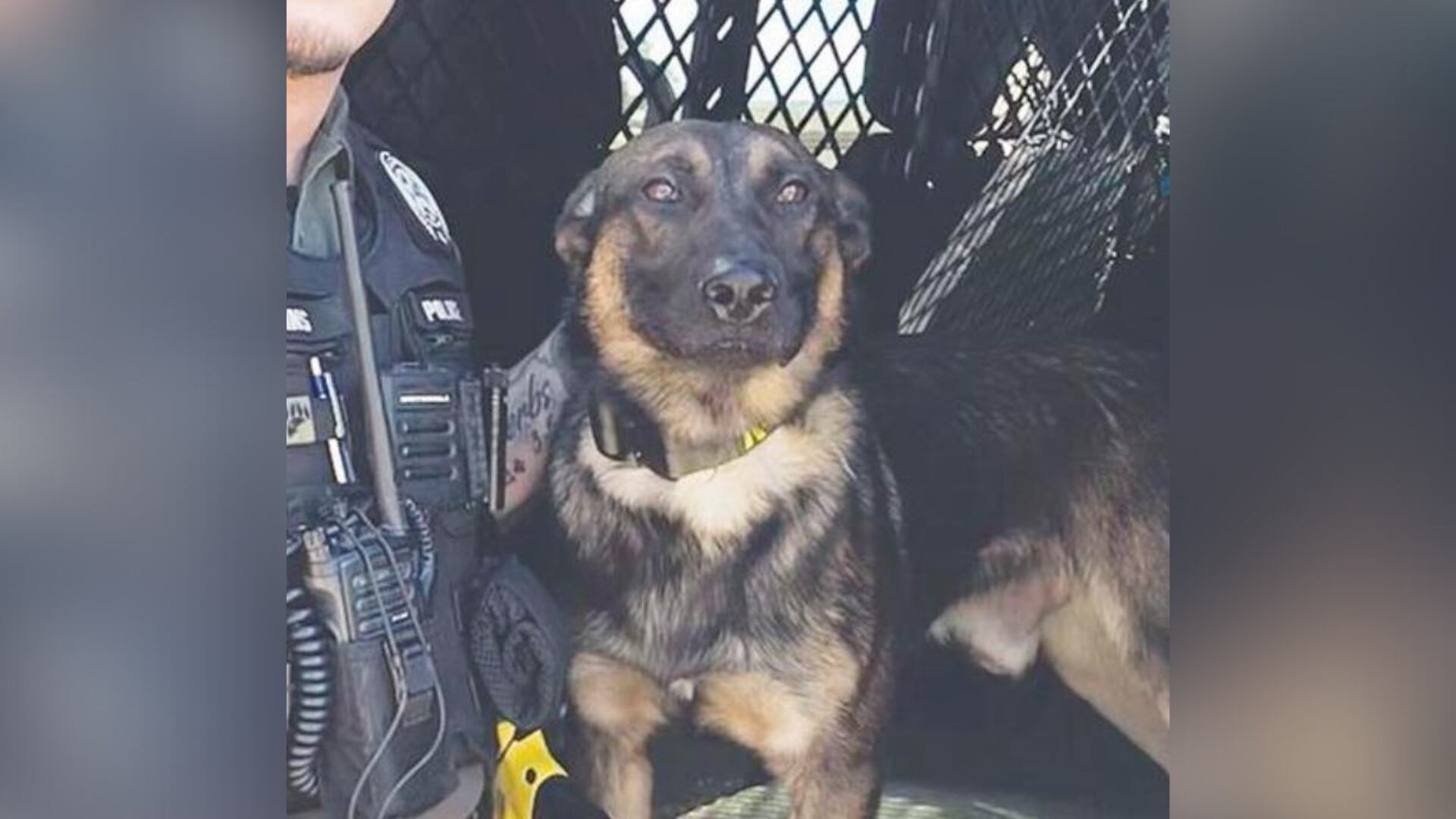 Palestine police searching for missing K9 following storms