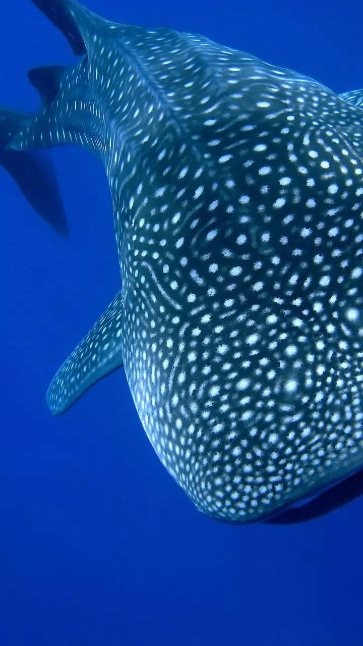 10 rare animals found in the Indian Ocean