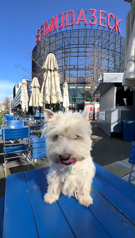 Could I Be More of a Typical German? — A Westie’s Take on Funny Stereotypes
