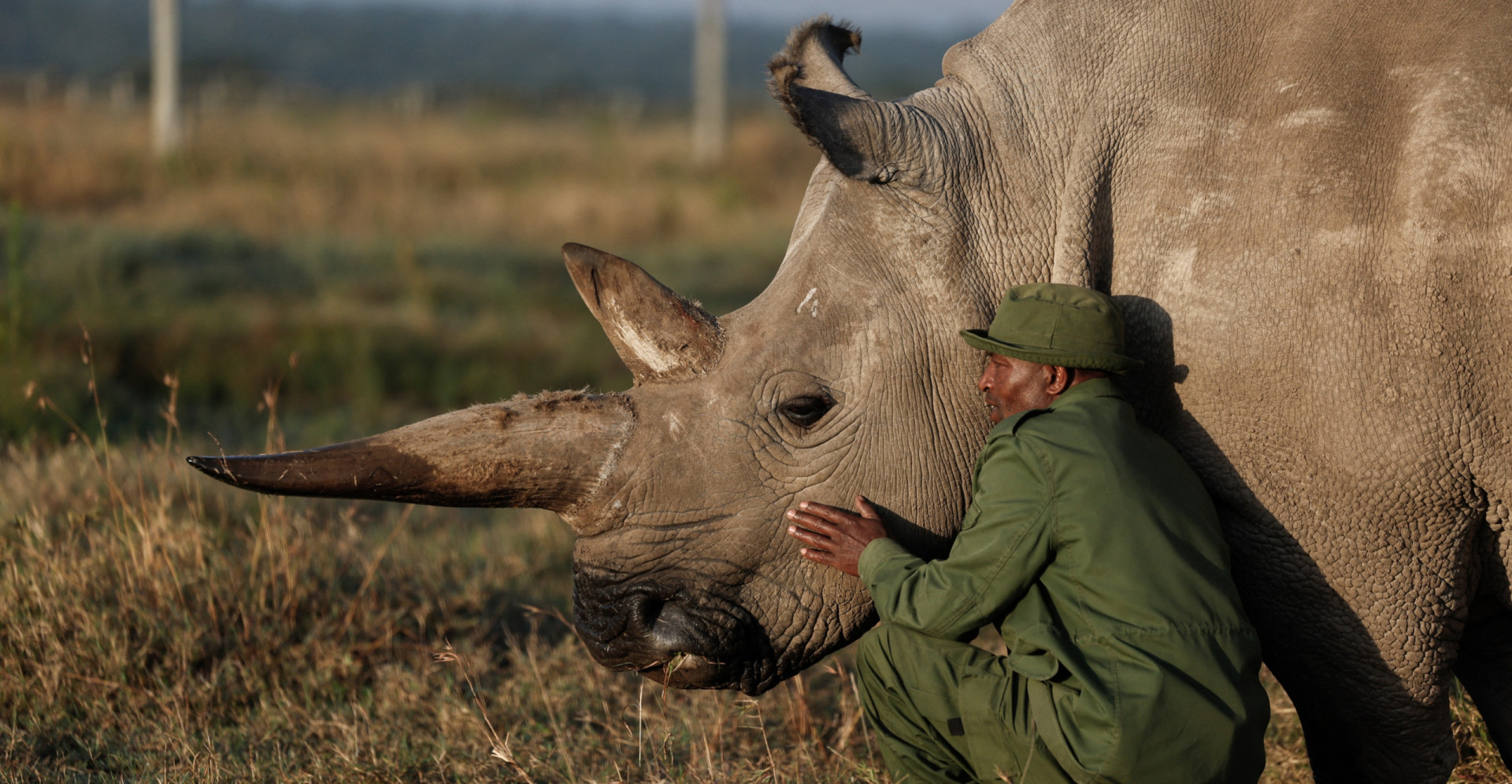 Radioactive rhino horns: South Africa’s bold anti-poaching move