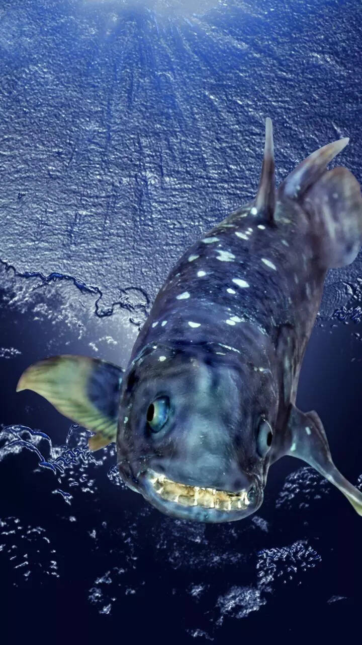10 rare animals found in the Indian Ocean