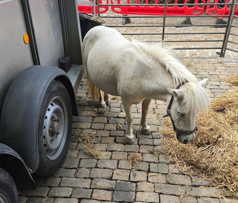 Hundreds attend farm-themed event in Aylesbury town centre