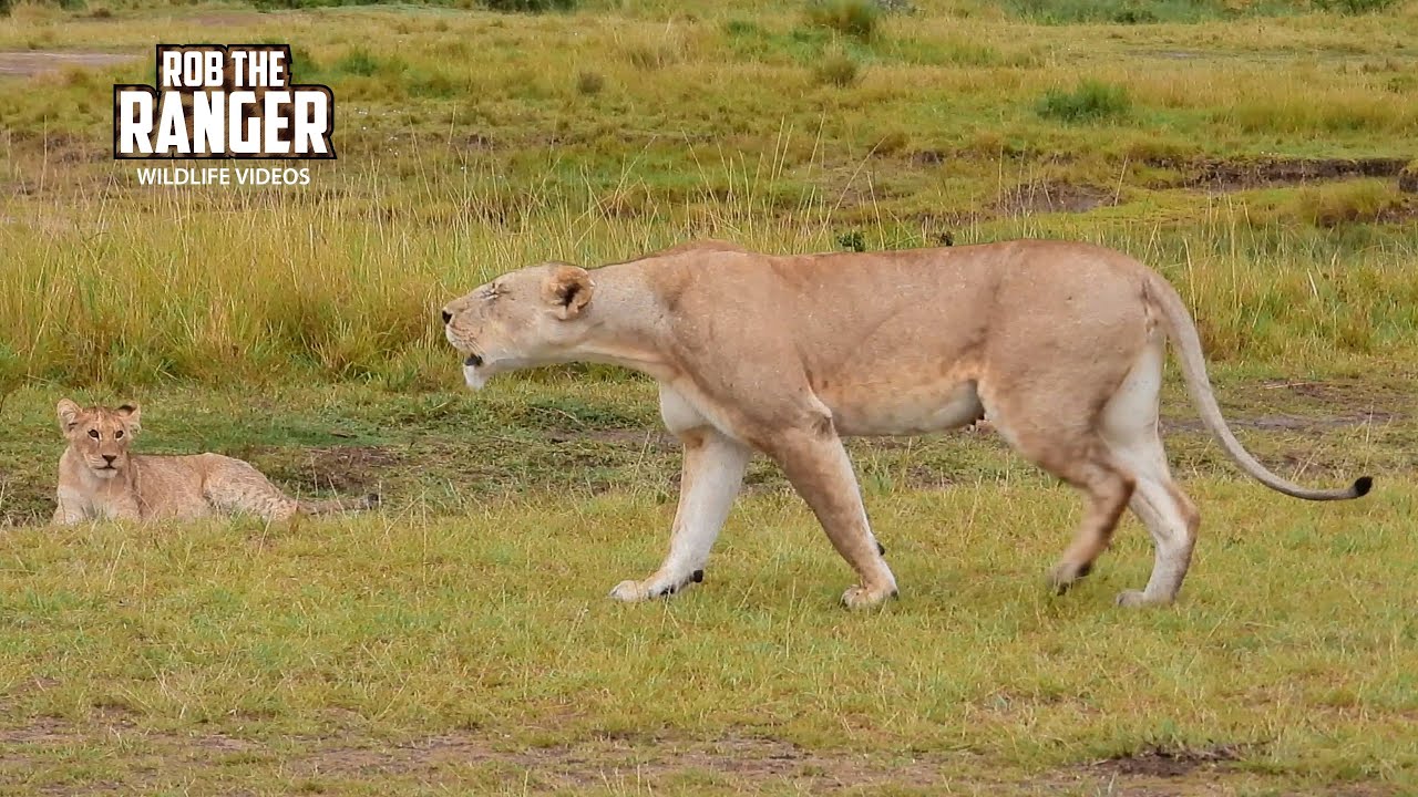 Lioness Roar Echoes Through the Morning Plains