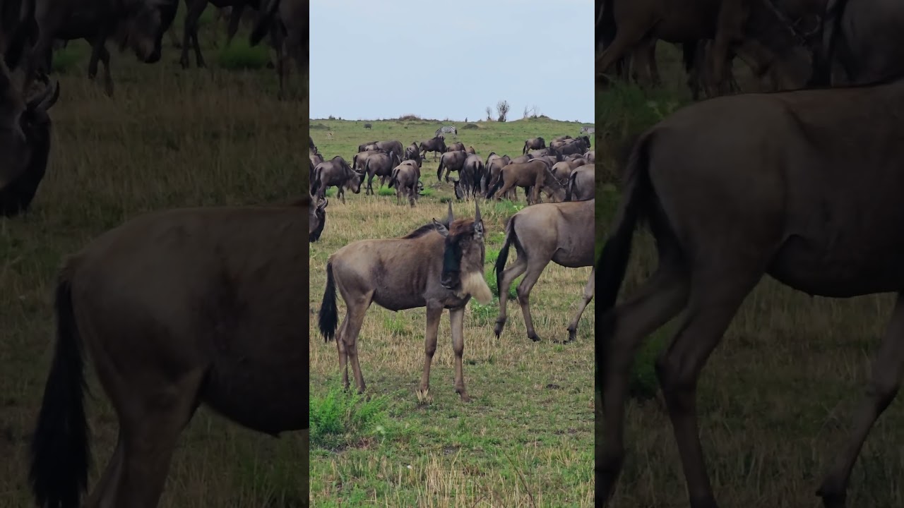 Migratory herds move across open Mara plains