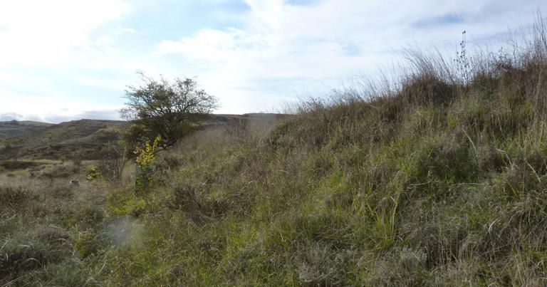 Guía completa: Cómo hacer un seto cortaviento eficaz, natural y ...