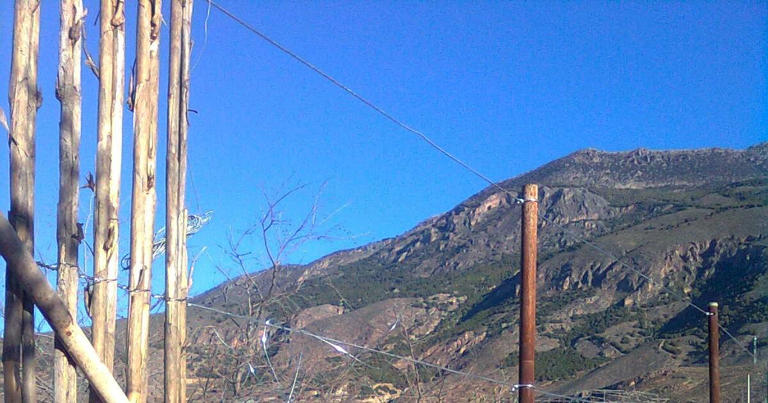 Guía completa: Cómo hacer un seto cortaviento eficaz, natural y ...