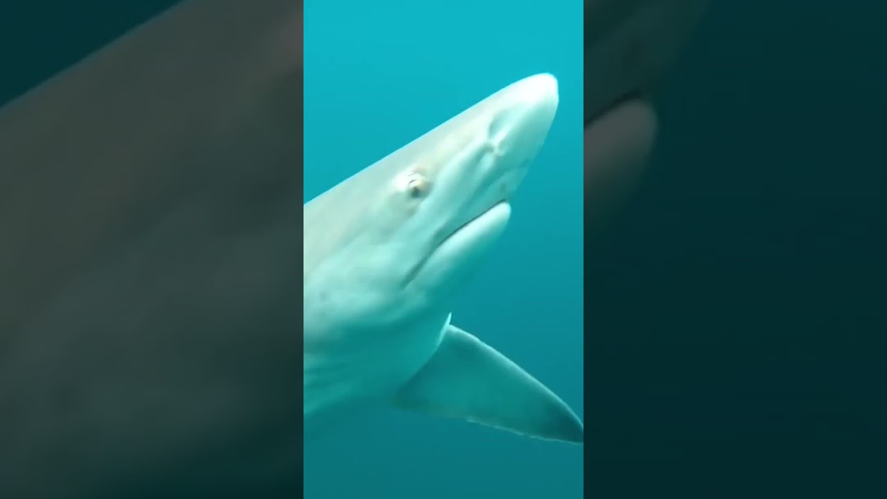 Shark Tries to Steal Catch in Wild Near-Shore Fight