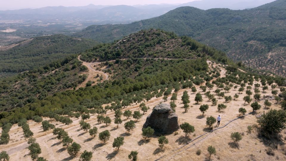 Turkey’s ‘immortal’ olive trees are producing some of the finest olive ...