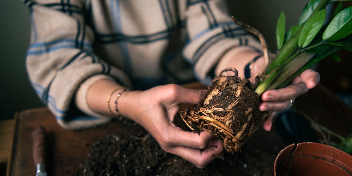 Here's the #1 Thing That Can Kill Your Plants, According to a Landscape ...