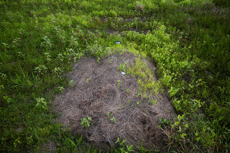 ‘Green' burials are helping restore Texas land. Not everyone digs the ...