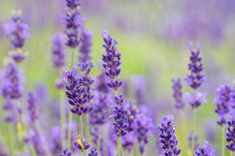 Gardeners must complete key task in 4 days - or their lavender 'won't ...