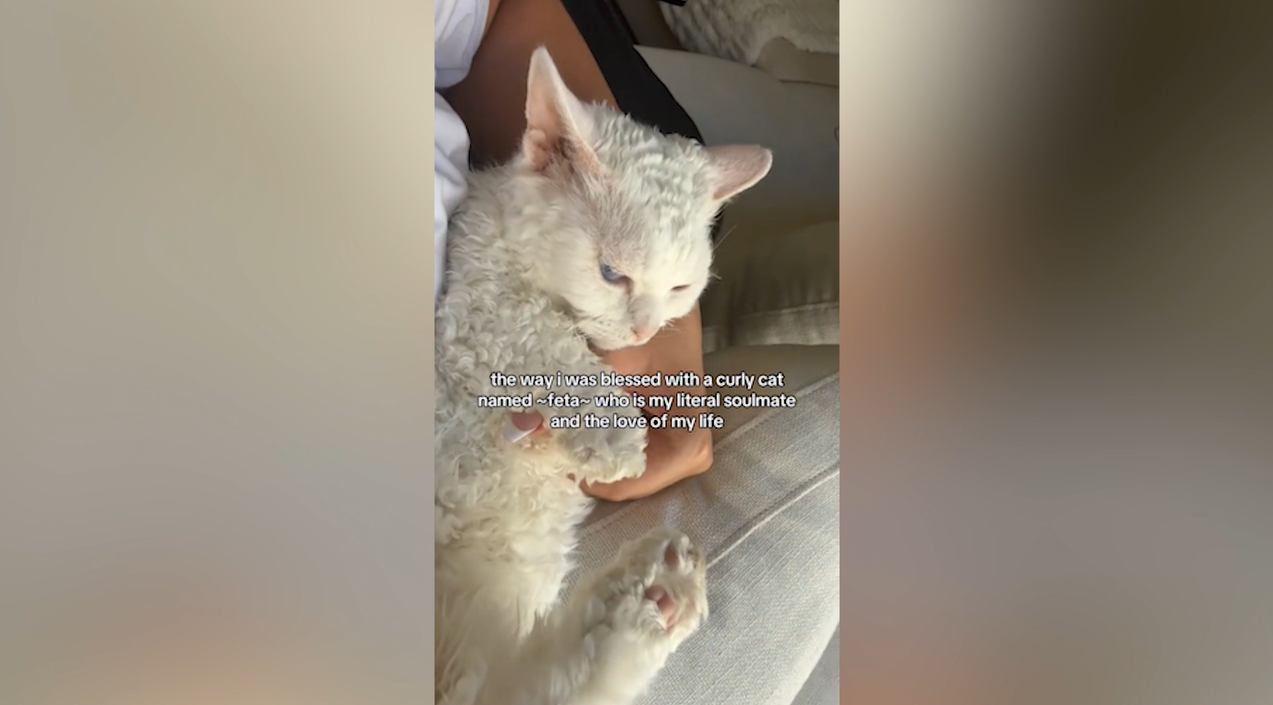 Woman Gets Cat, Unprepared For What Happens To Fur
