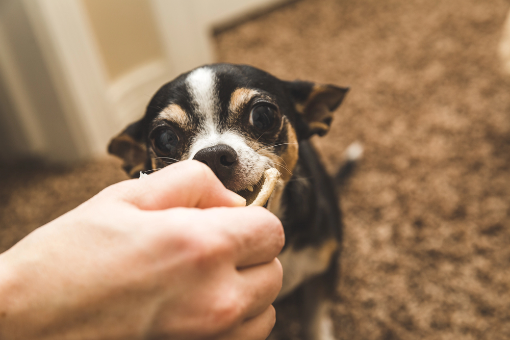 15 Safe Human Foods You Can Share with Dogs