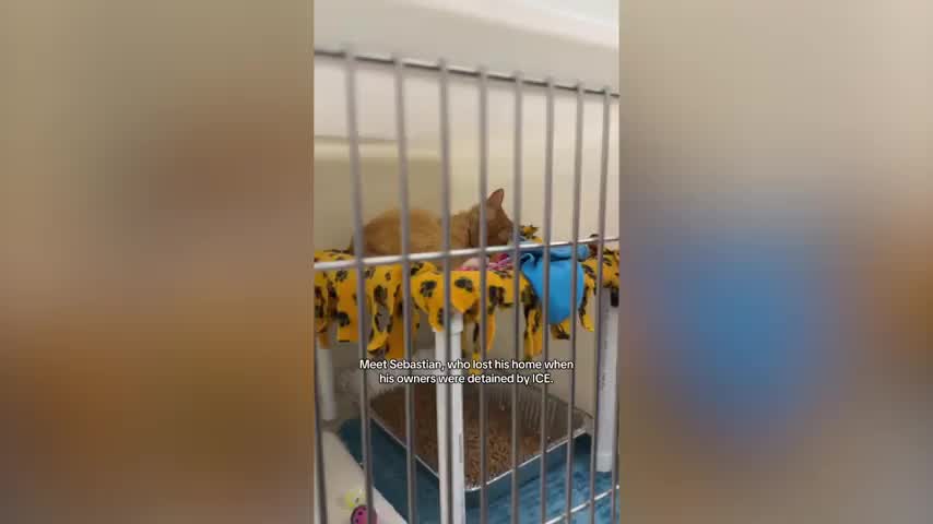 Cat Ends Up In Shelter After Owners Deported By ICE