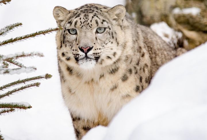 10 Things That Help Snow Leopards Outsmart The Cold
