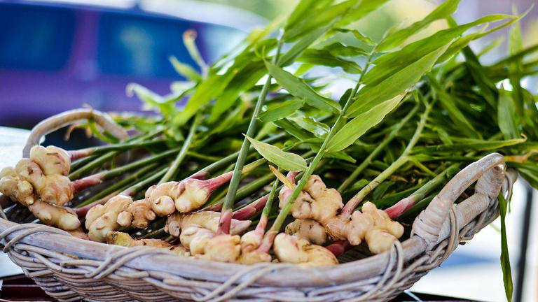 Guía completa para plantar y cuidar jengibre en casa con éxito