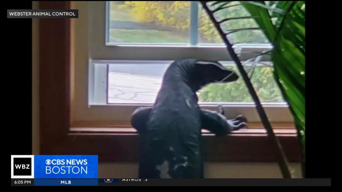 Watch: 5-foot water monitor lizard captured after chase through two states