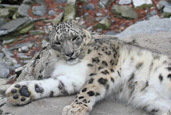 10 Things That Help Snow Leopards Outsmart The Cold
