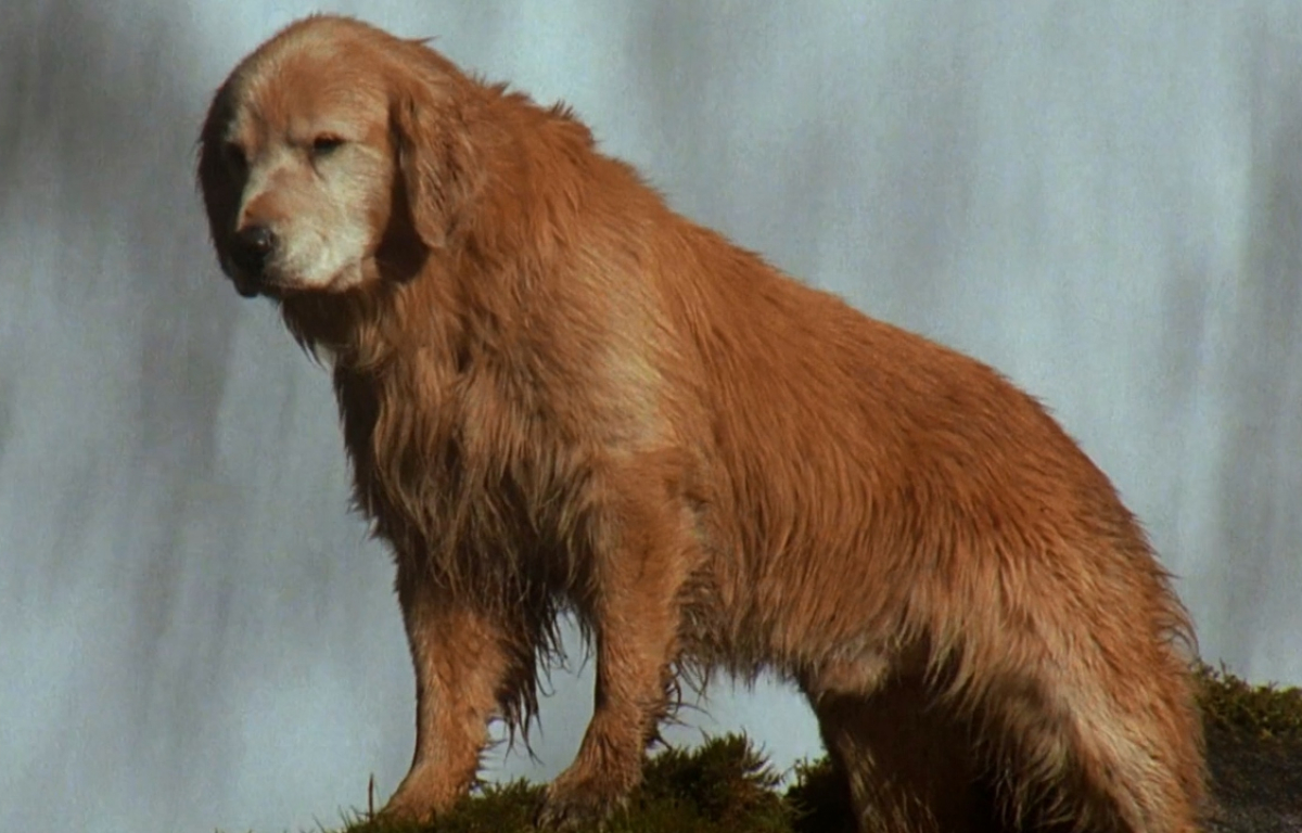 25 Movie and TV Pets Who Became Childhood Legends