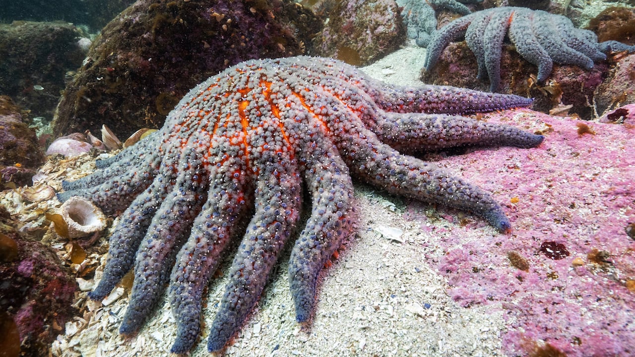 Giant sea stars are melting away — and now scientists know why