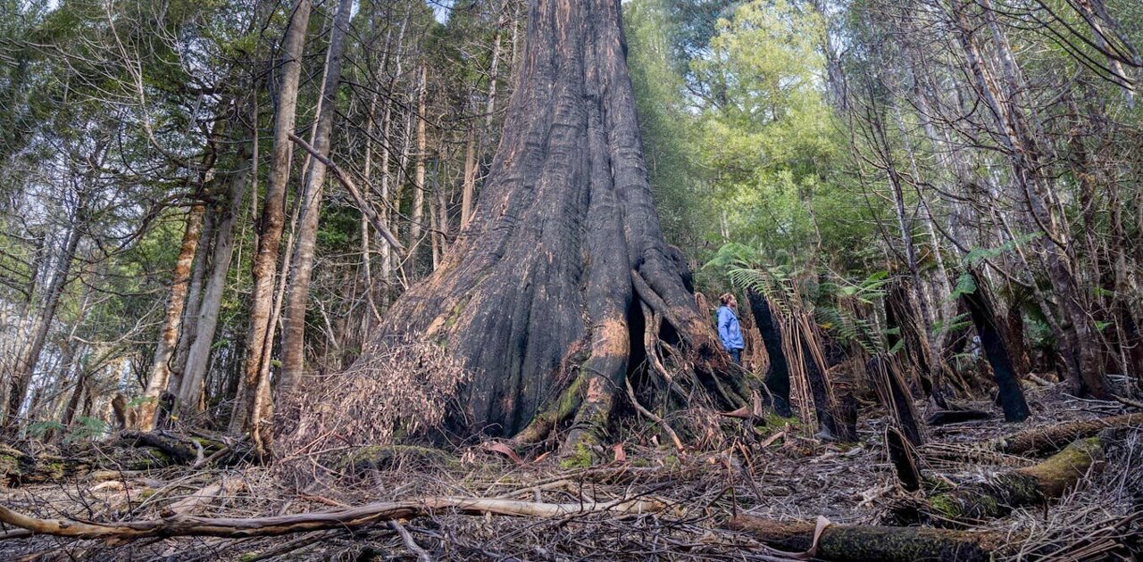 Five ingenious things trees do that human designers can learn from