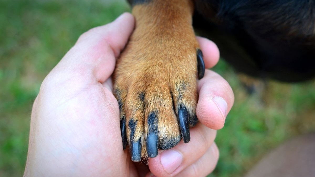 A Paw-sitive Connection: What It Means When You Talk to Your Dog