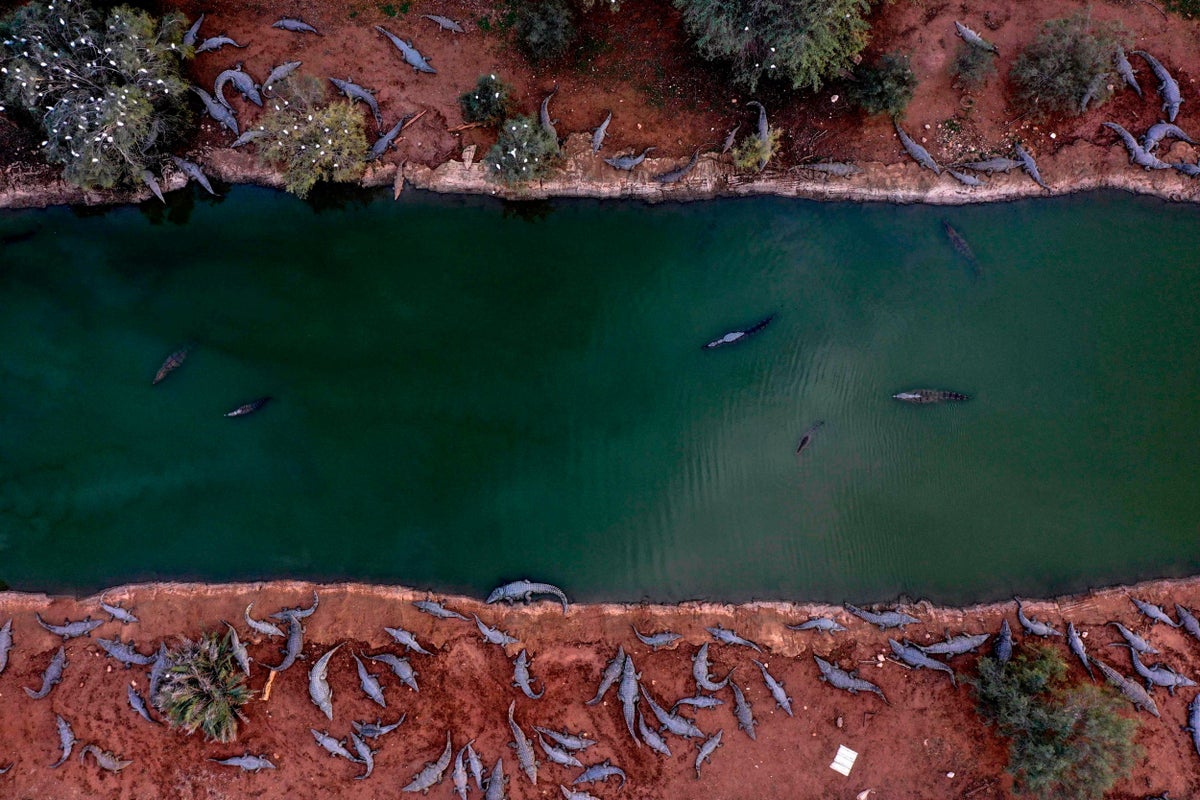 Crocodiles euthanised after turning to cannibalism at abandoned farm