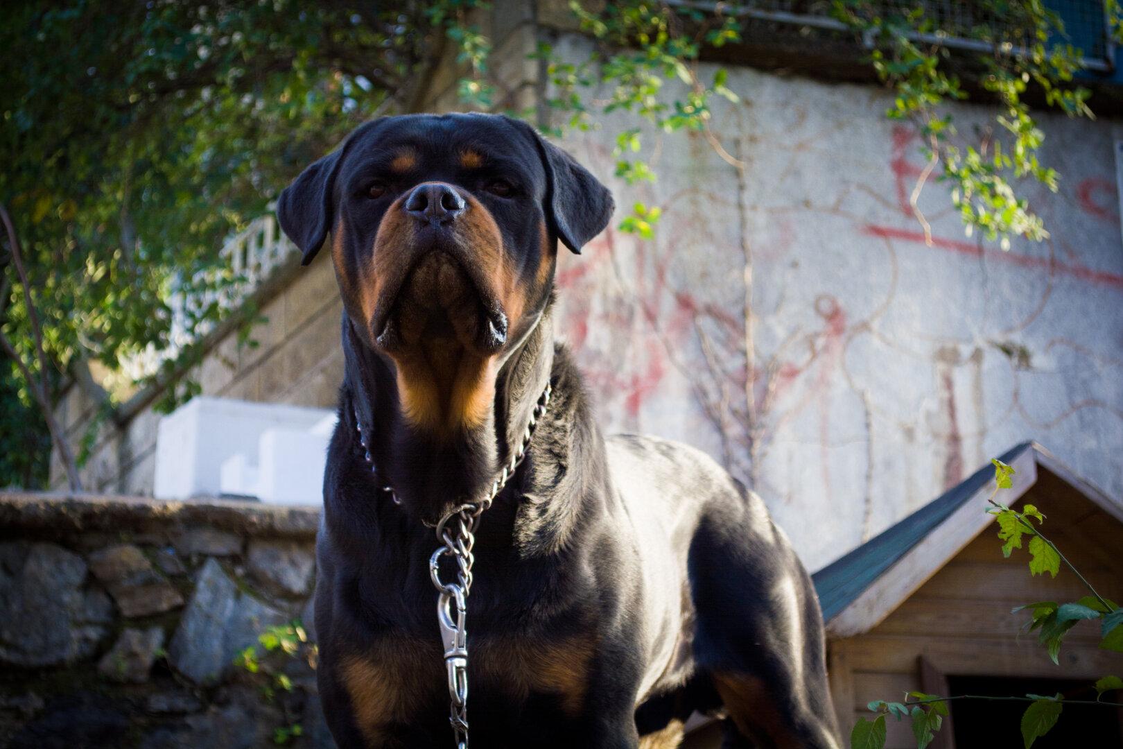 Rottweiler beißt Bub (9) in Kopf und Nacken - tot