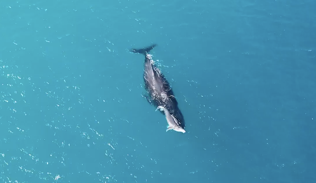 Whale Lifts Calf to Surface in Incredible Drone Footage