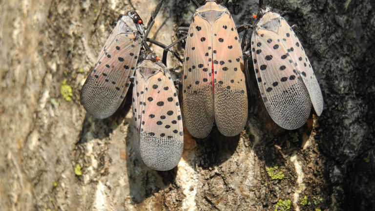 Montgomery County warns of bloom in invasive spotted lanternflies