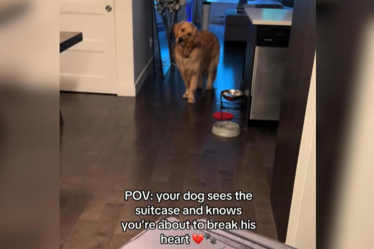 Dog sees owner's suitcase—his sad reaction shows he knows what that means