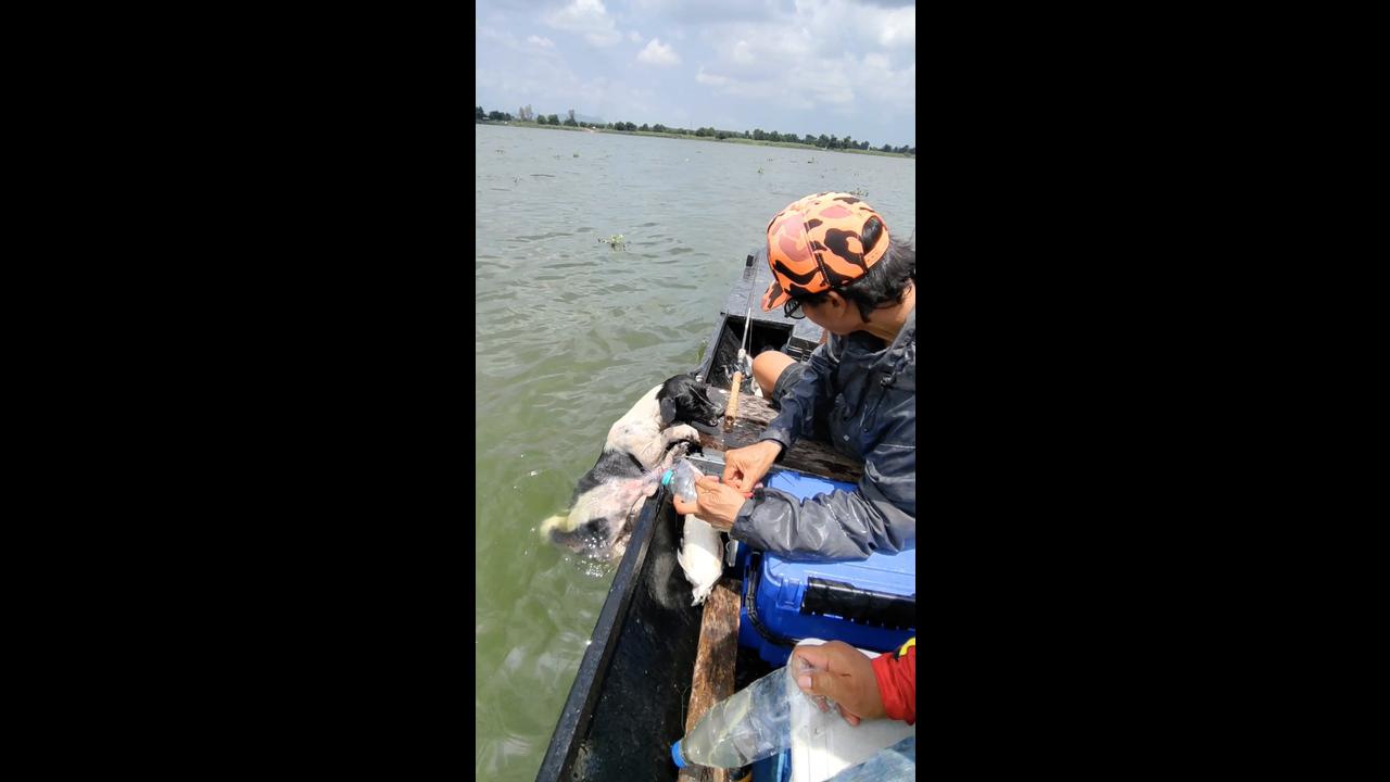 Fishermen save drowning dog tangled in discarded net
