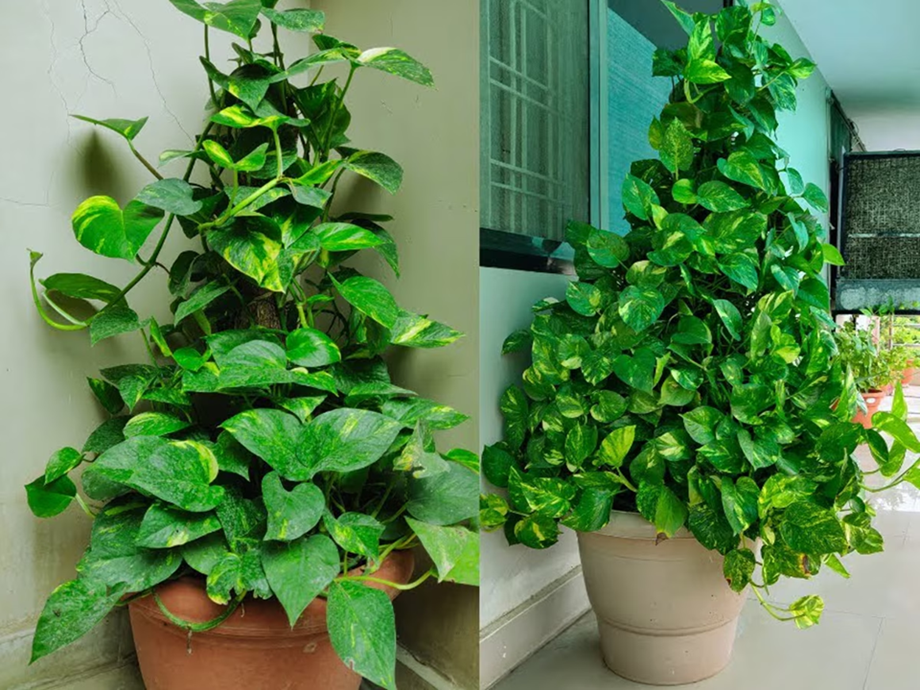 Is the money plant planted in the right direction in your house? Know ...