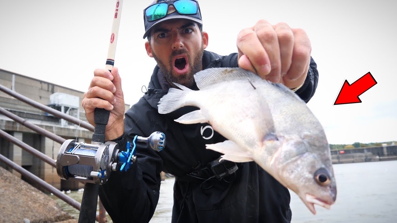 River monster attacks drum during insane fishing encounter