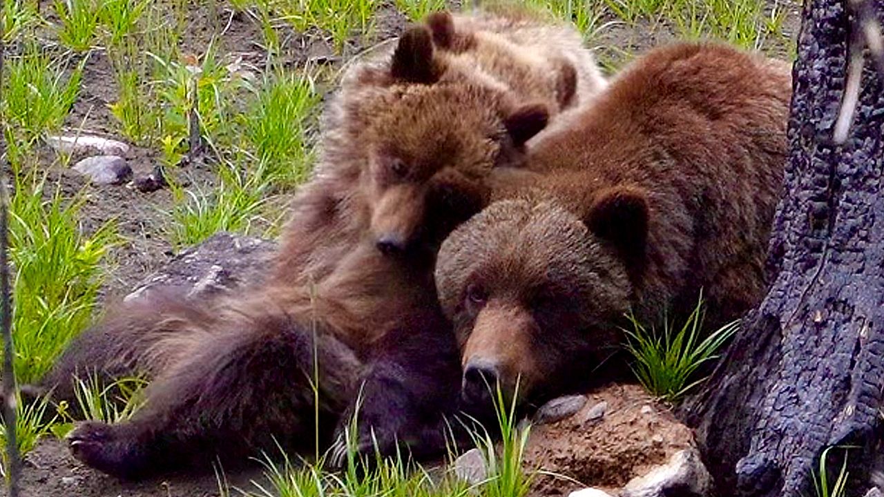 Bear cubs annoy snoozing mother