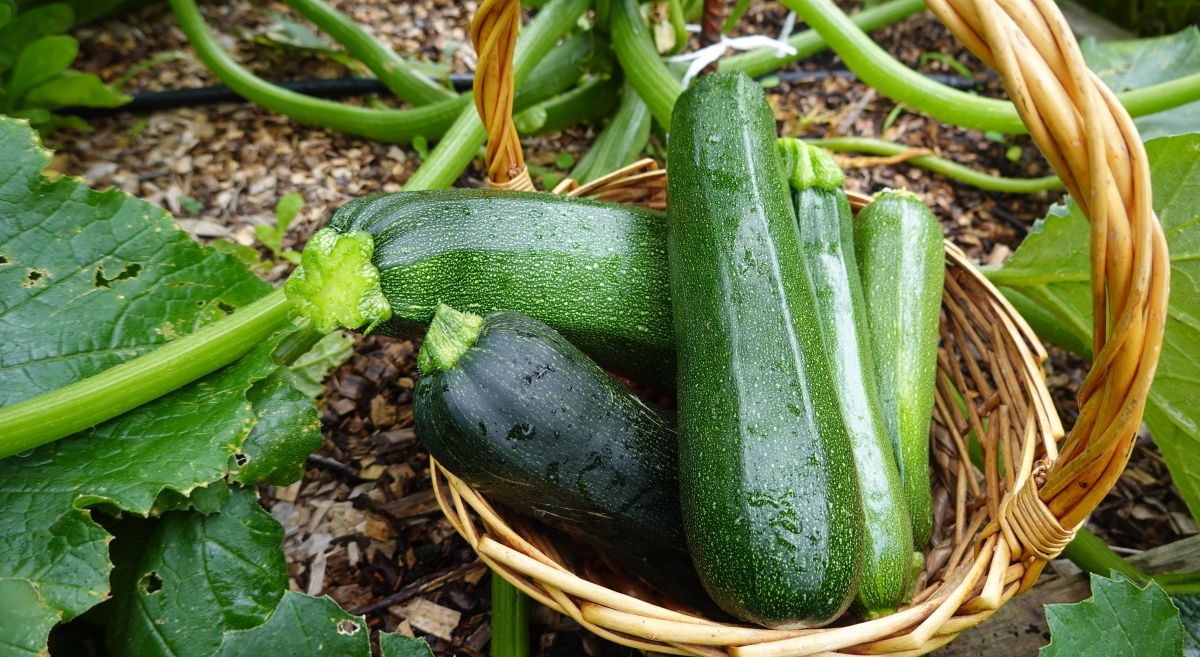Taste it before you cook it: Squash Can Make You Seriously Ill