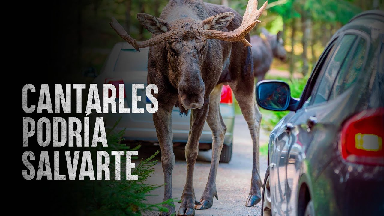 Cómo Sobrevivir El Ataque de Un Alce