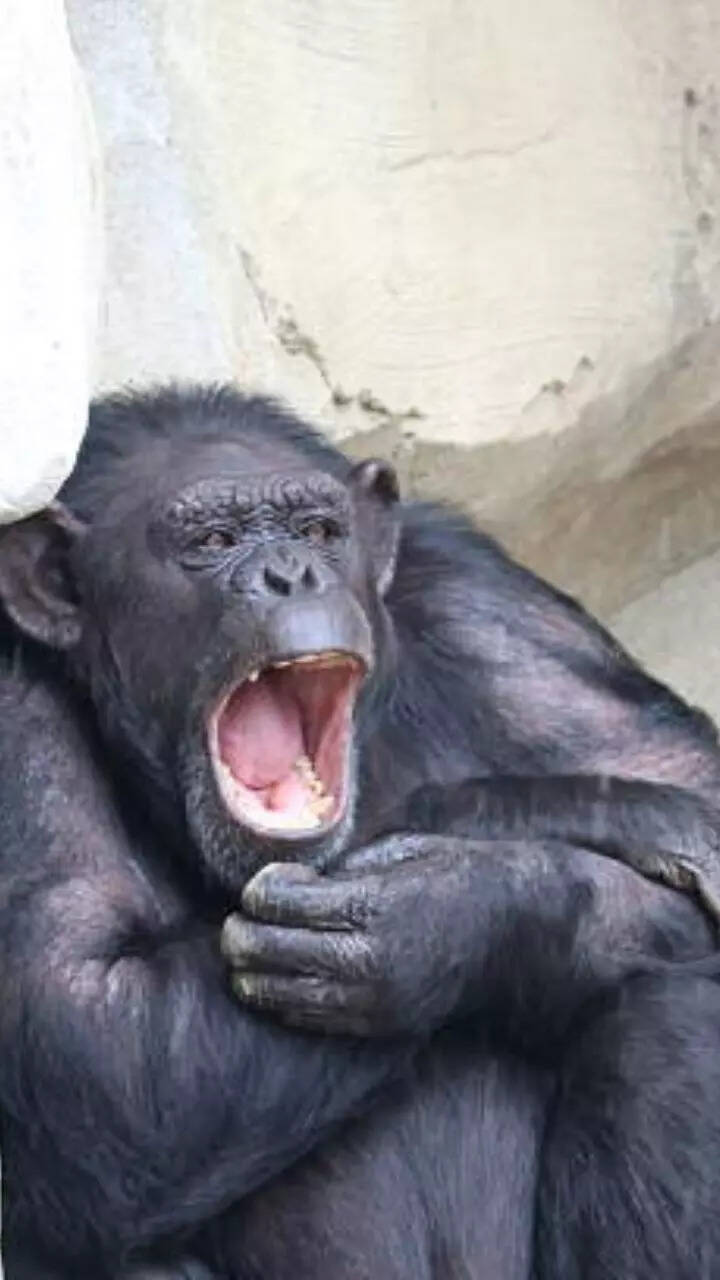 10 animals who are known to throw toddler like tantrums!