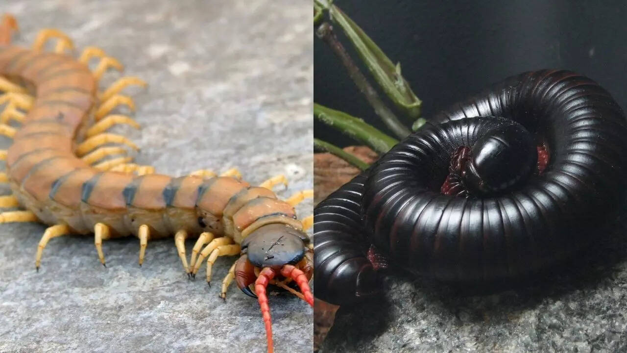 Centipedes vs millipedes: Understanding their different body structures ...