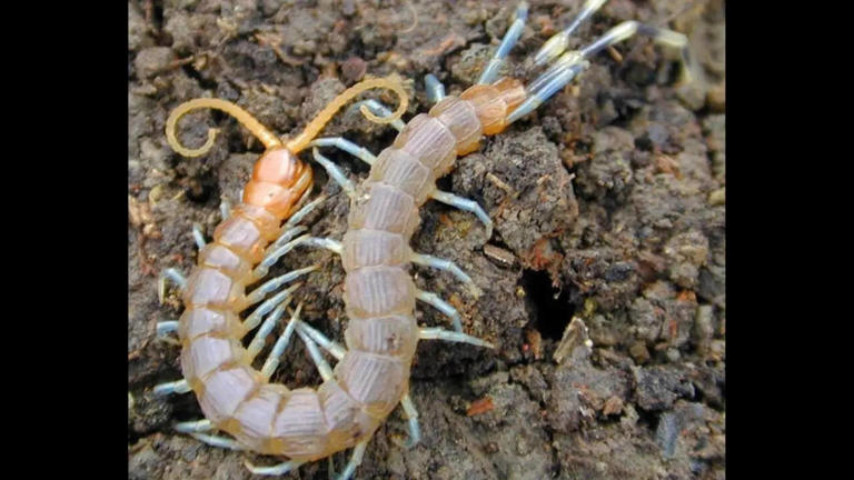 Centipedes vs millipedes: Understanding their different body structures ...