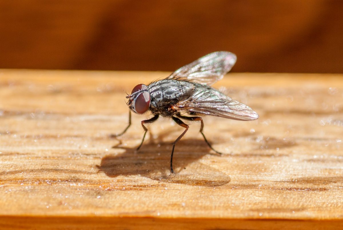 You’re not imagining it, there are more bugs this summer – and it will ...