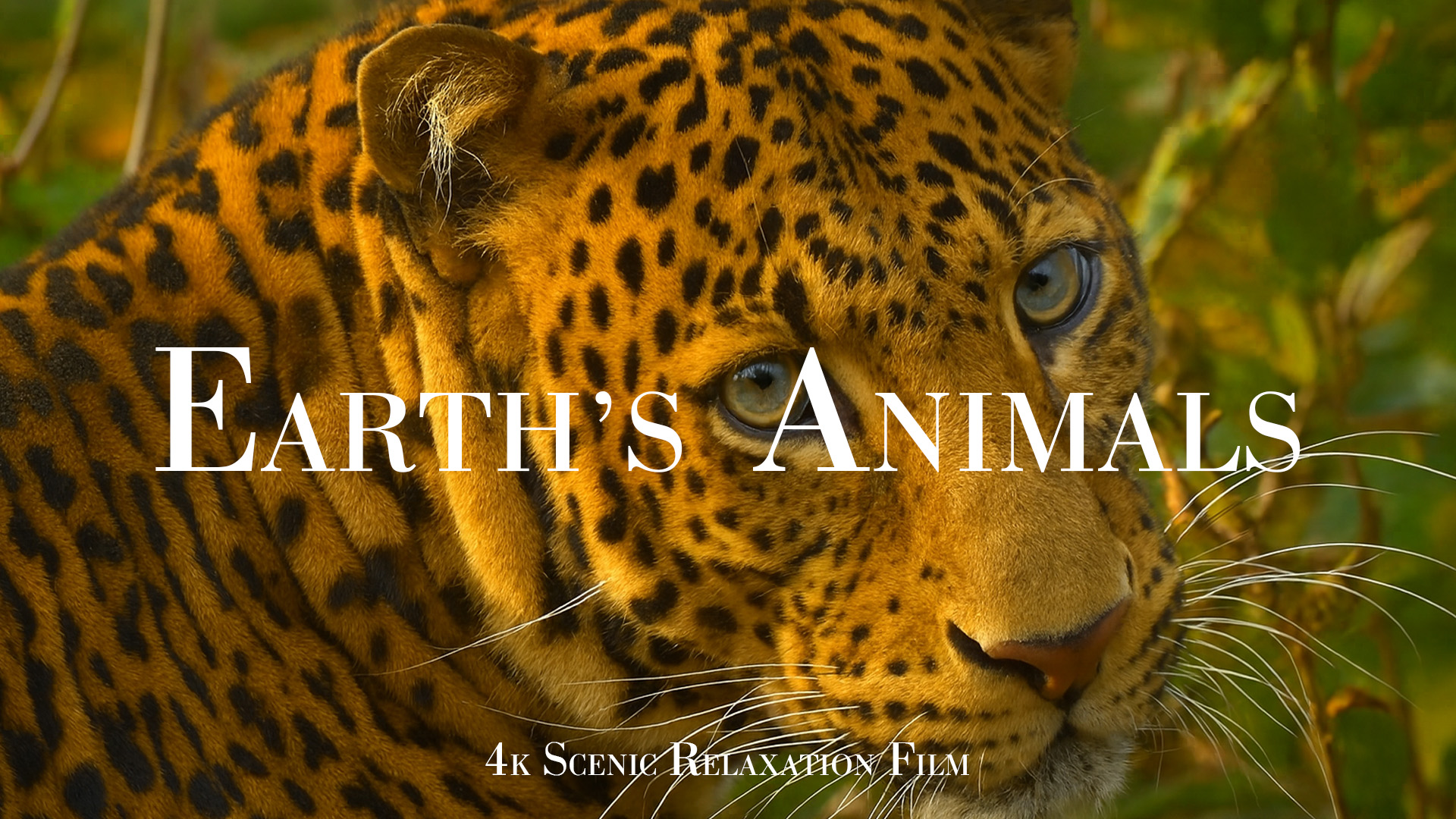 Animals of the World – Drone Views in 4K