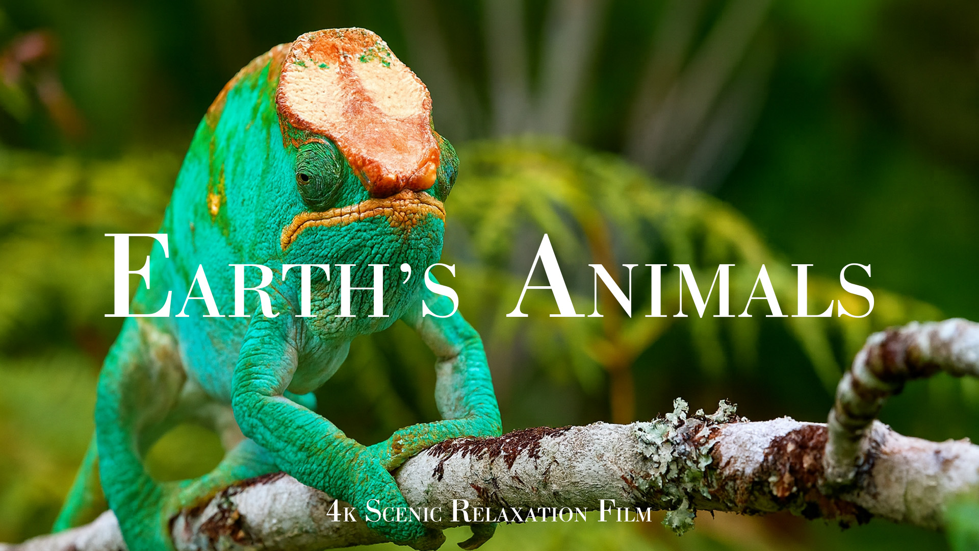 Observing Wildlife Around the World – 4K Footage