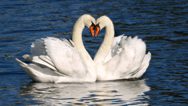 5 animals that cheat on their partners and get away with it